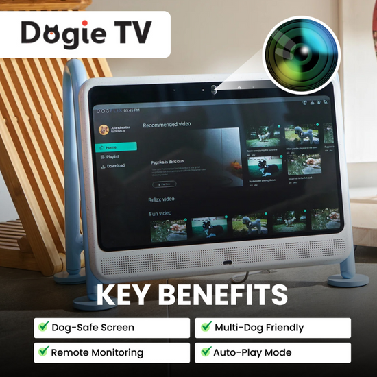 DOGSPLAY - SMART TV FOR DOGS – Dogie TV